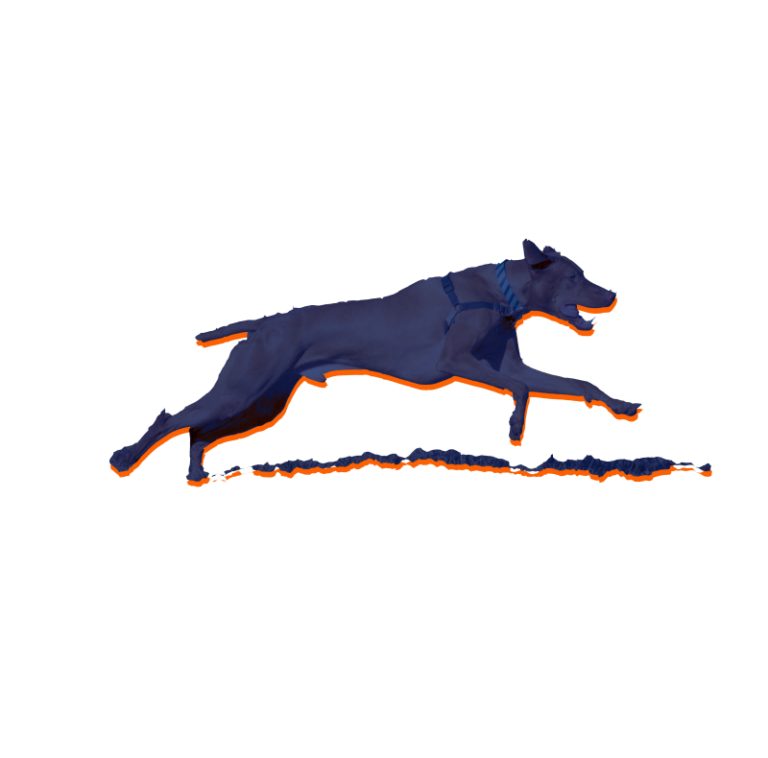 Rescue & Rehoming - Viz Whizz Dogs