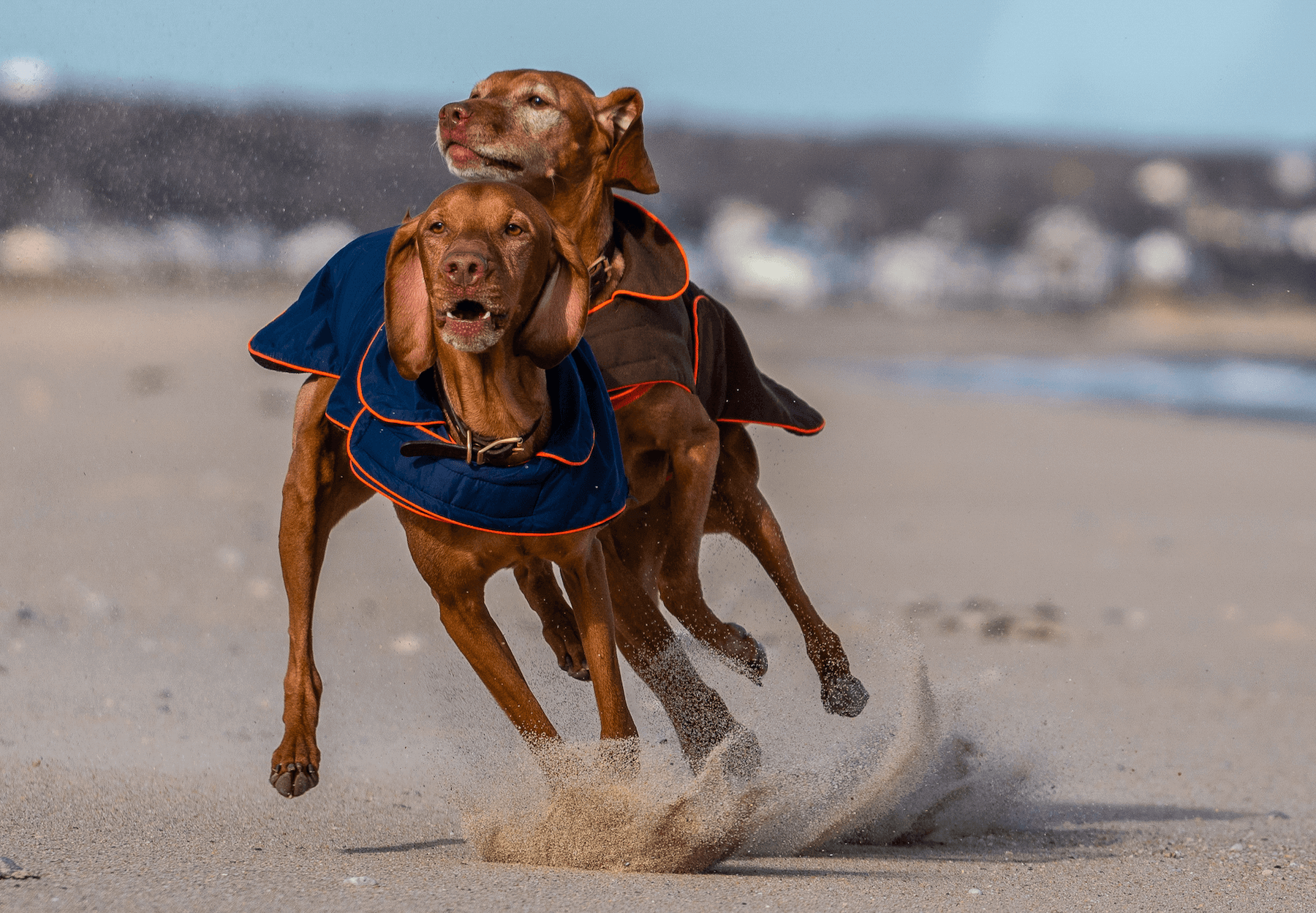 Rescue & Rehoming - Viz Whizz Dogs