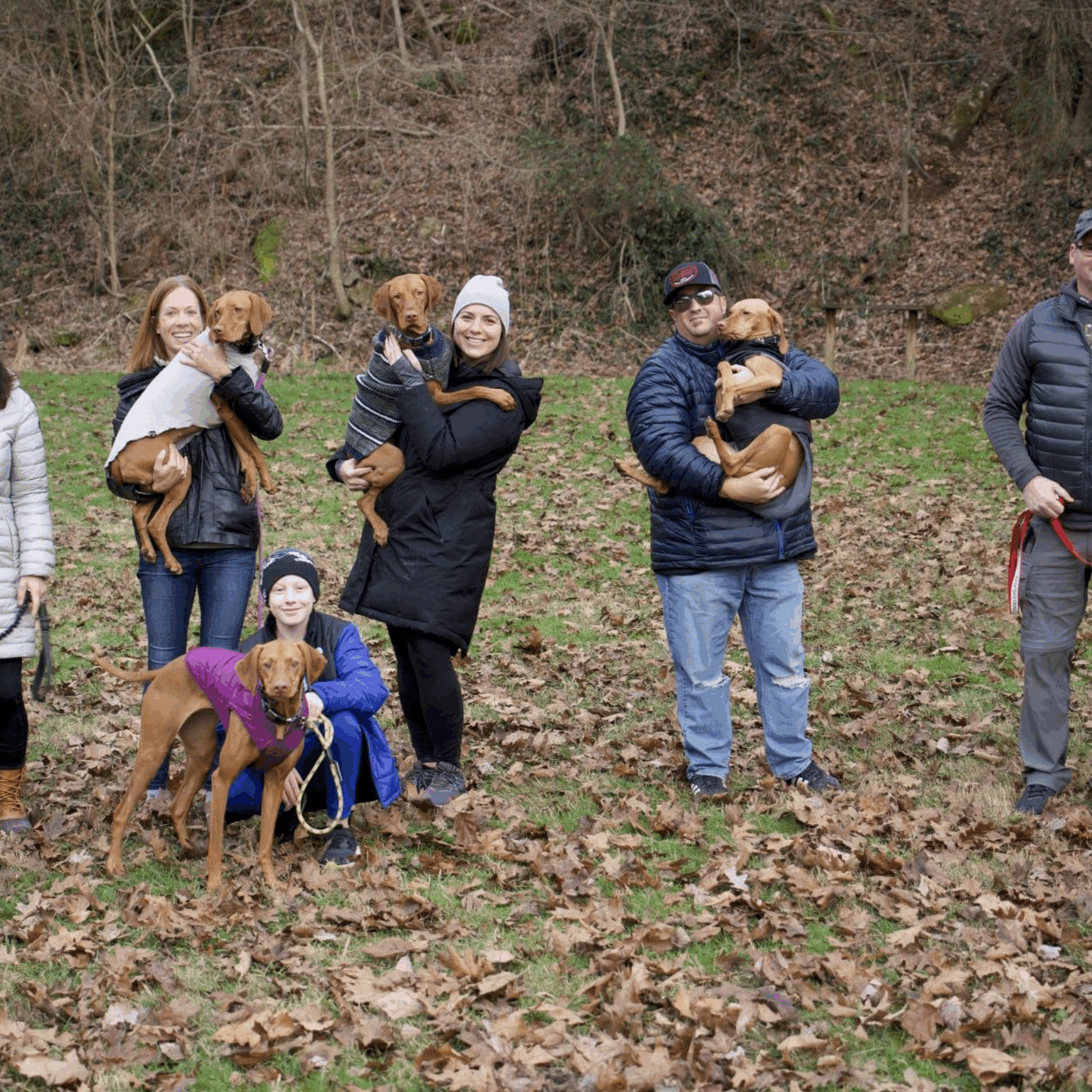Find Your Pack - Viz Whizz Dogs