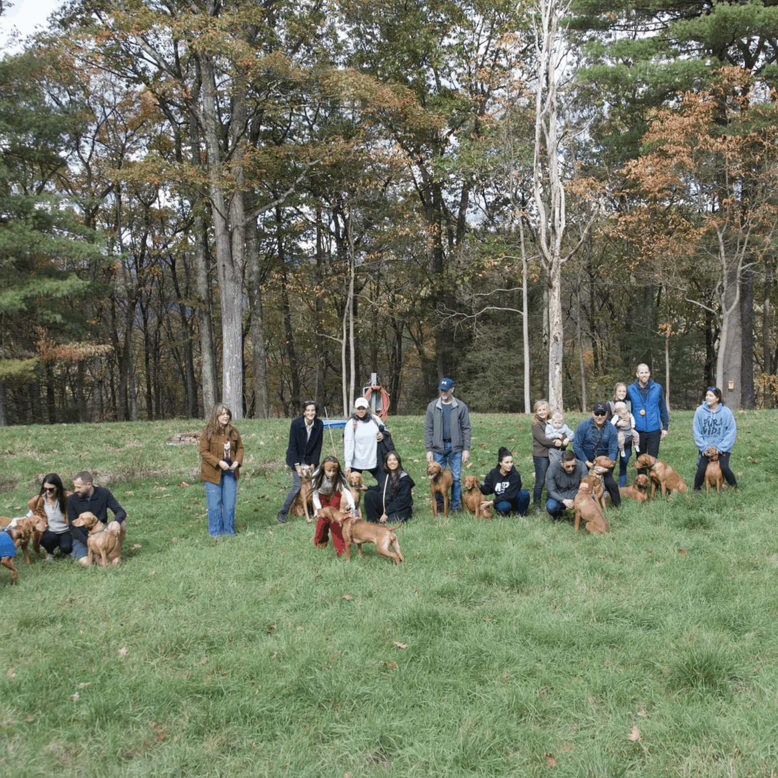 Find Your Pack - Viz Whizz Dogs